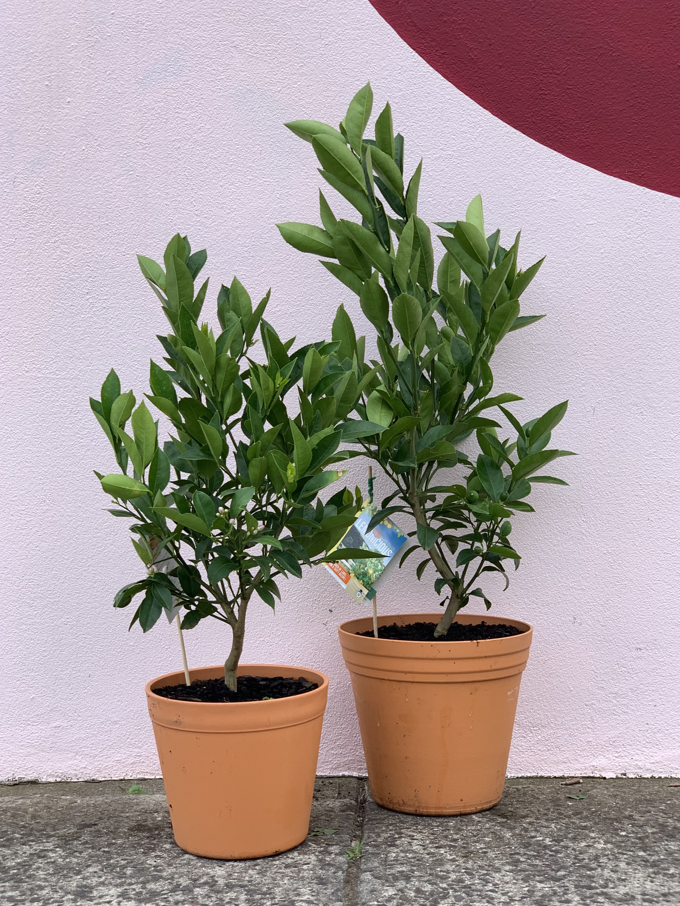 Lemon ‘Lemonicious’ Dwarf Patio – Northcote Nursery