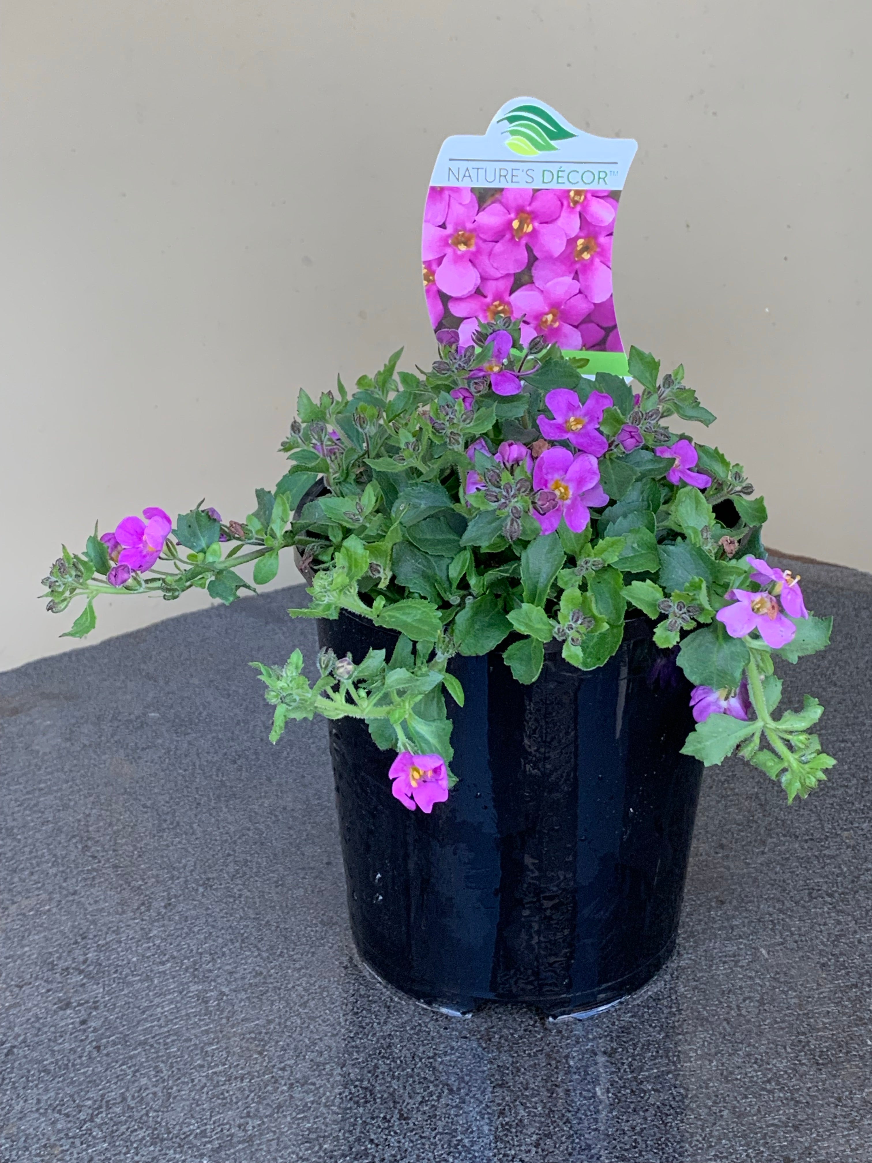 Bacopa ‘Megacopa Pink’ – Northcote Nursery