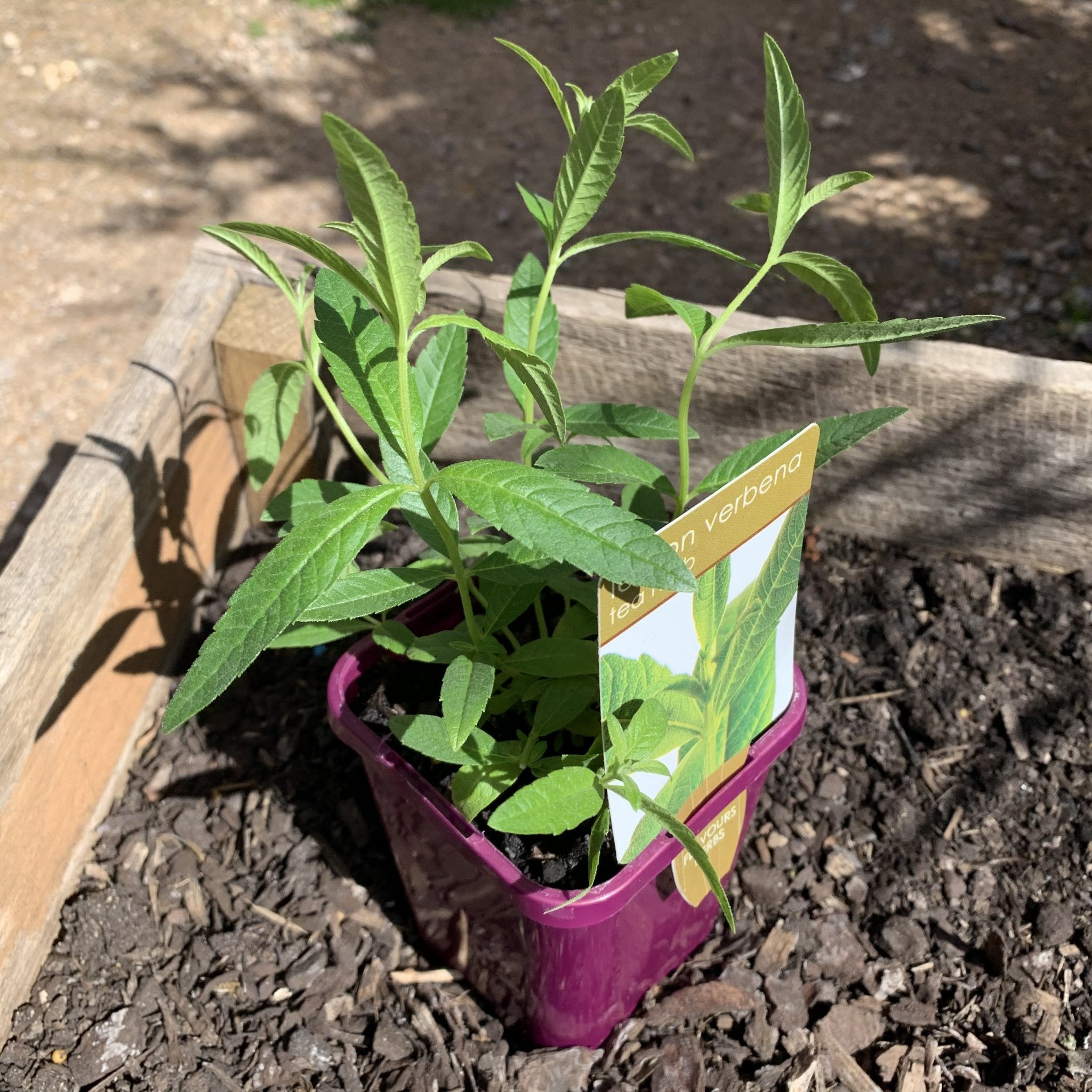 Lemon Verbena – Northcote Nursery
