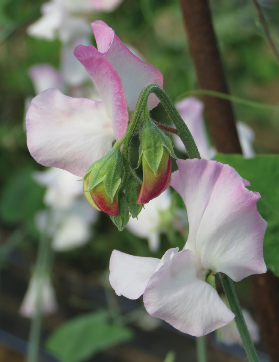 Sweet Pea 'High Society' Seeds – Northcote Nursery