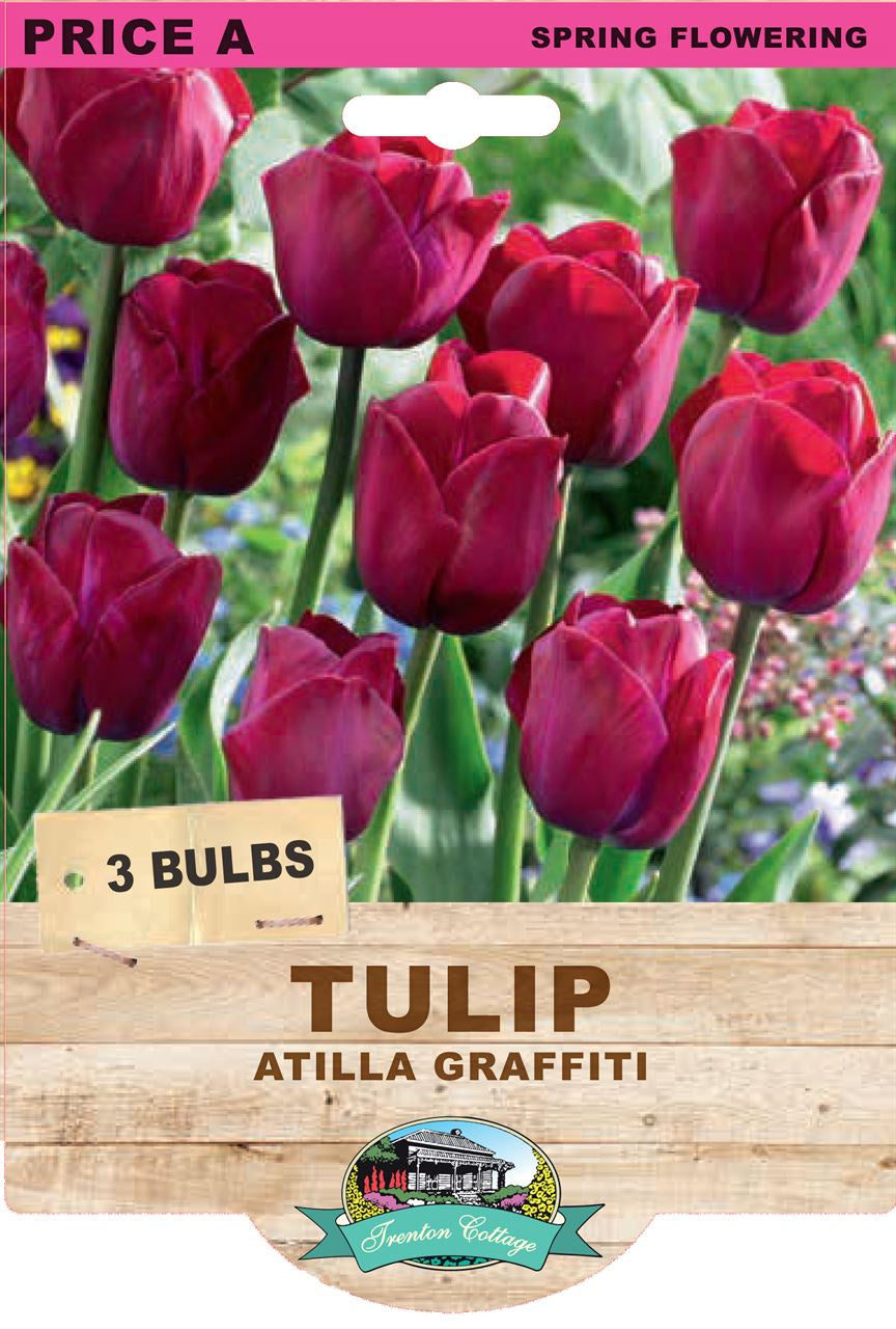 Tulip 'Atilla Graffiti' – Northcote Nursery