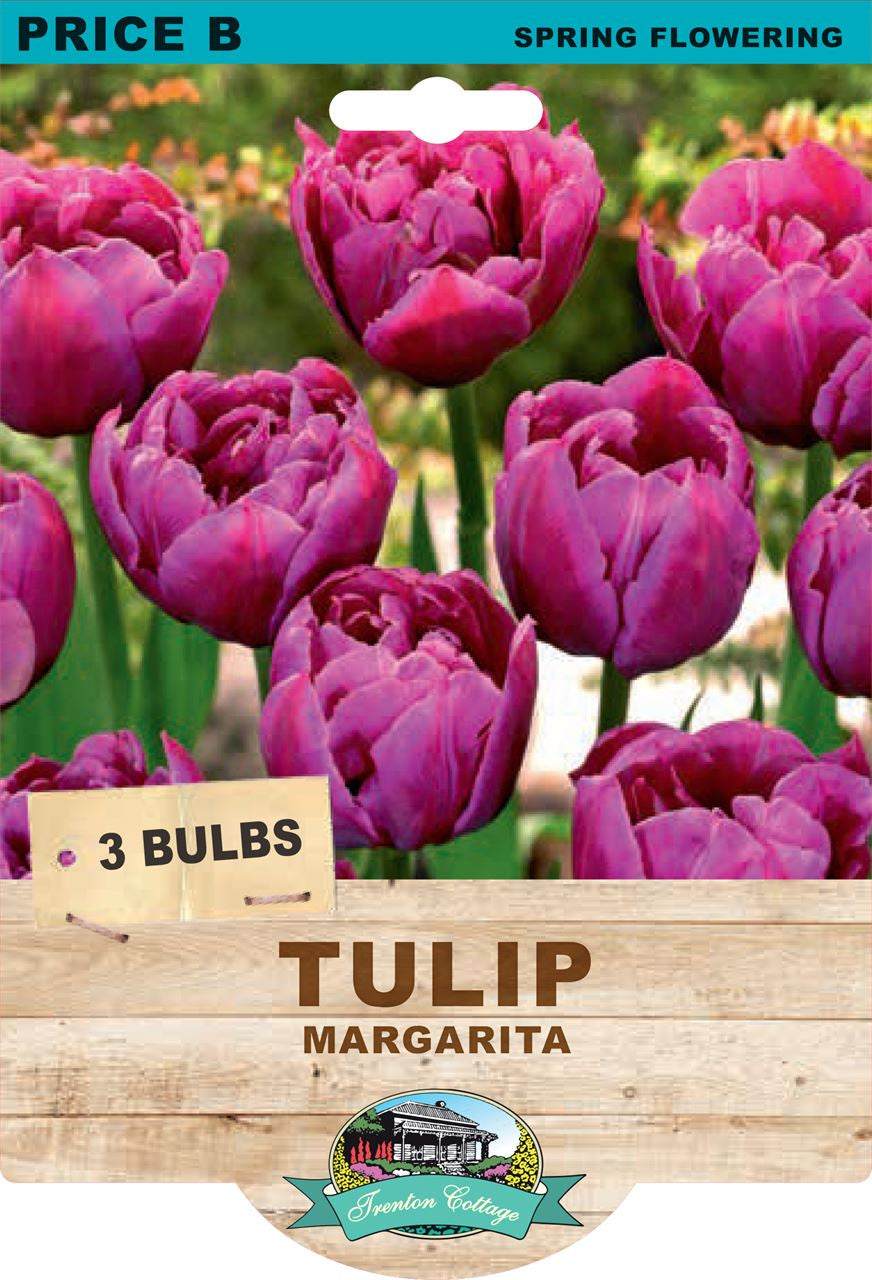 Tulip 'Margarita' – Northcote Nursery