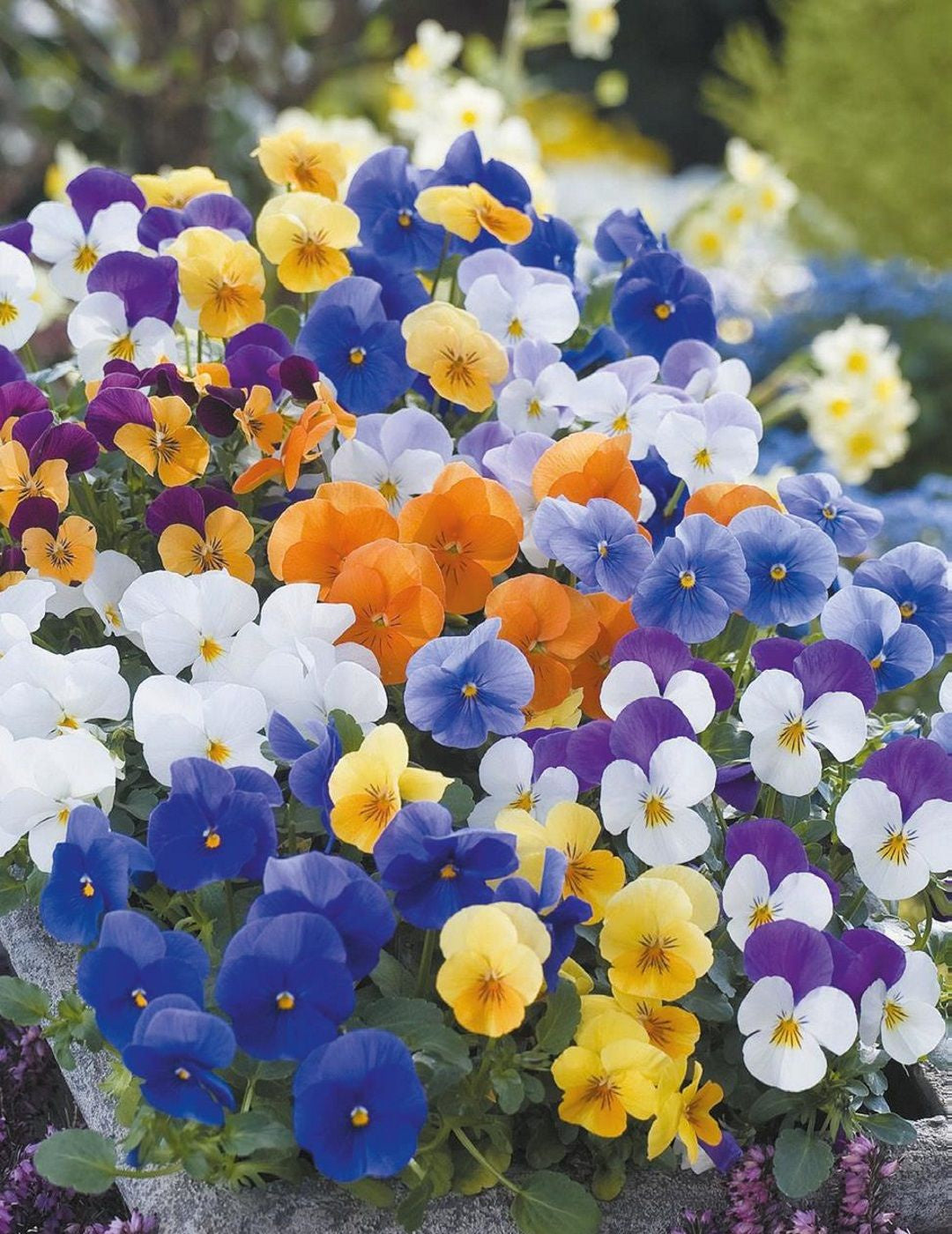 Viola 'Floral Power Mixed F1' Seeds – Northcote Nursery